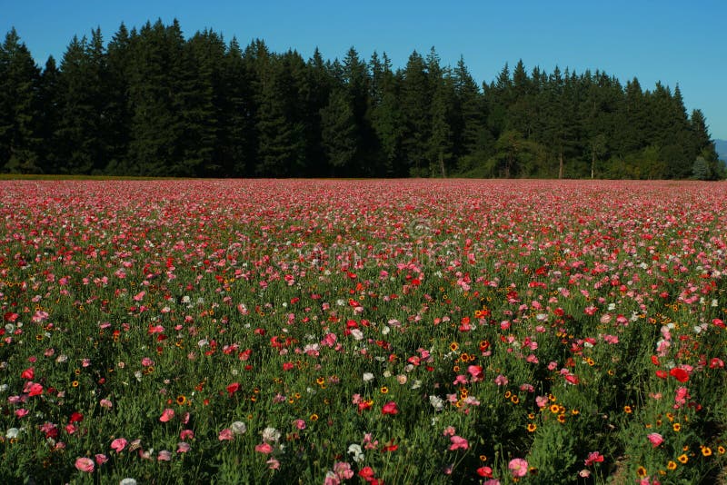 Poppy field stock image. Image of yield, seed, angel, tree - 1059841