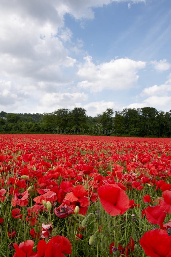 Poppy Field stock image. Image of field, agriculture - 10701647