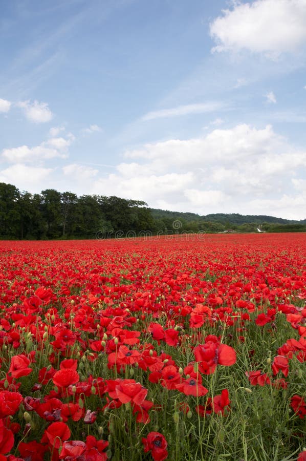 Poppy Field stock image. Image of cloud, beauty, hill - 10693955