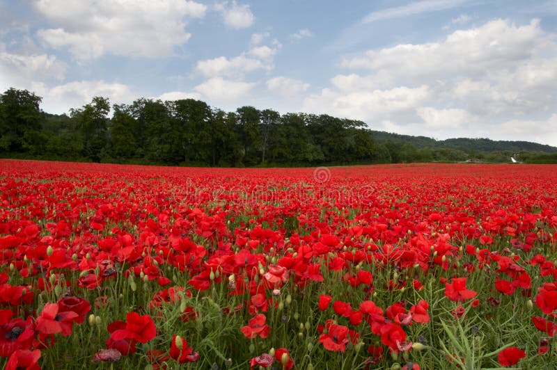 Poppy Field stock image. Image of field, agriculture - 10701647