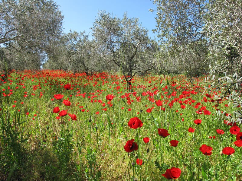 Poppy Field stock photo. Image of spring, petals, country - 10735462