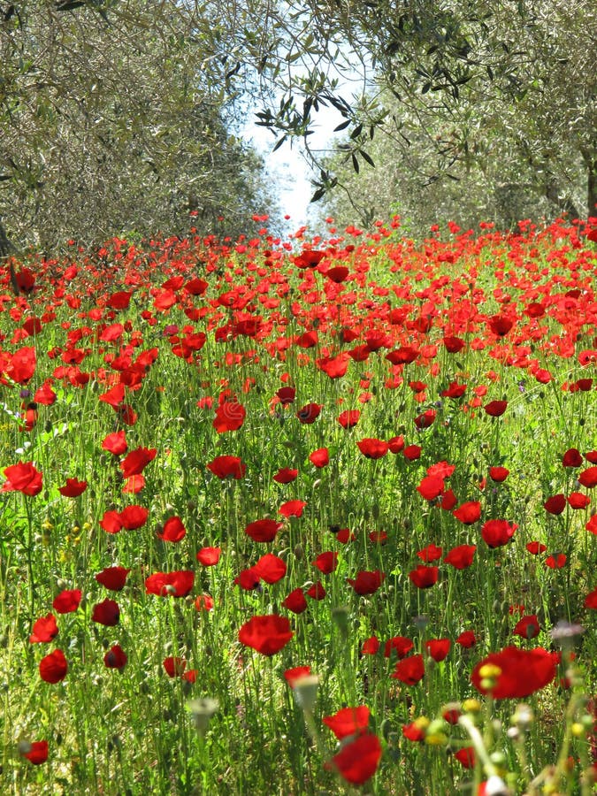 Country Field of Poppy Flowers Stock Image - Image of country, distant ...