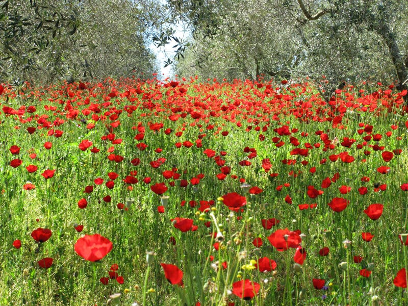 Poppy Field stock image. Image of poppies, field, walk - 10736049