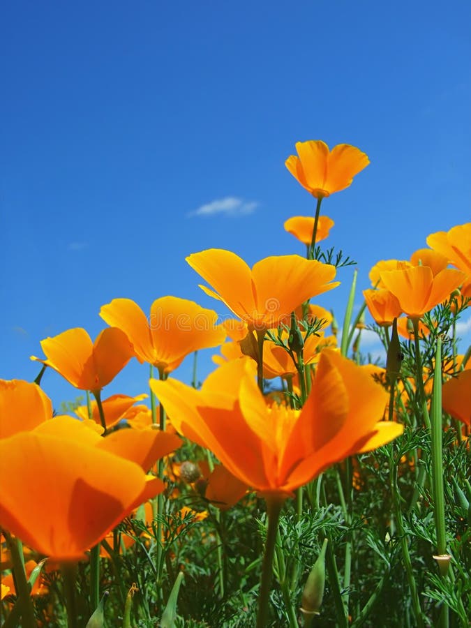 Poppy field stock image. Image of fresh, flowers, country - 10916907