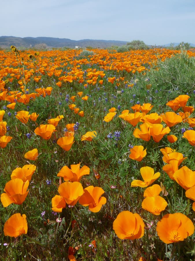 Poppy field stock photo. Image of spring, wildflowers - 14957014