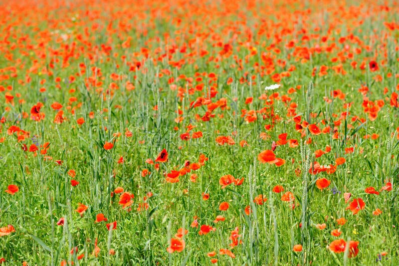 Poppy field stock image. Image of spring, poppies, landscape - 157069811