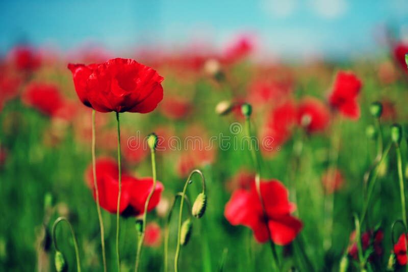 Poppy field stock image. Image of seeds, botanic, summer - 1763367