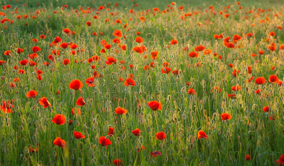 Poppy field stock photo. Image of field, scarlet, death - 19936764