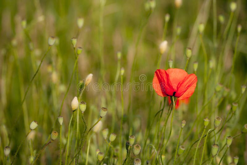 Poppy in field stock photo. Image of spring, single, uncultivated ...