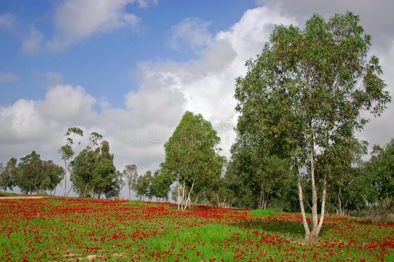 Poppy field stock image. Image of farm, panorama, crops - 22472341