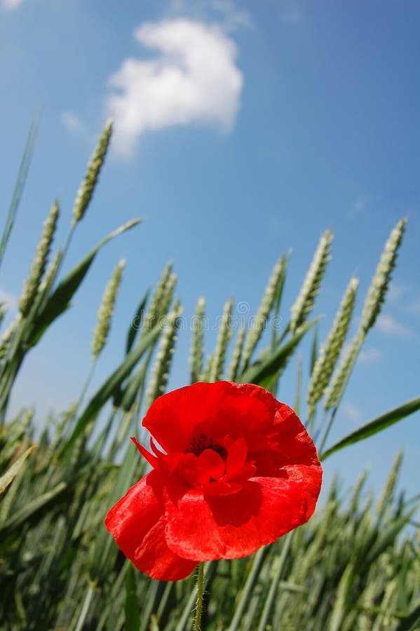Poppy in a Field stock photo. Image of colored, poppy - 2582802