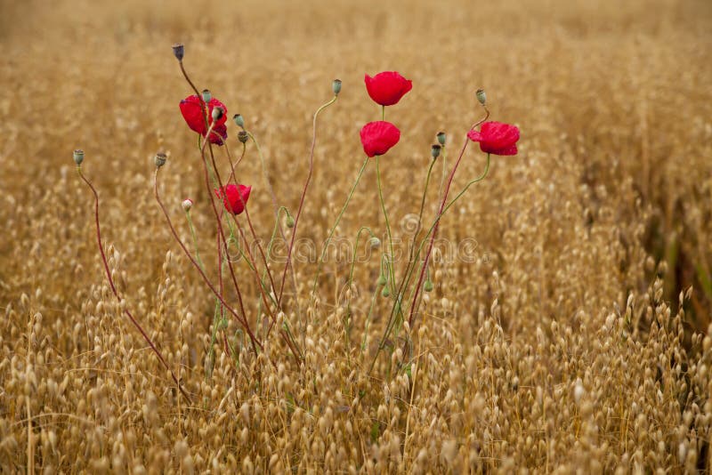 Poppy in field stock image. Image of garden, poppy, rural - 26269753
