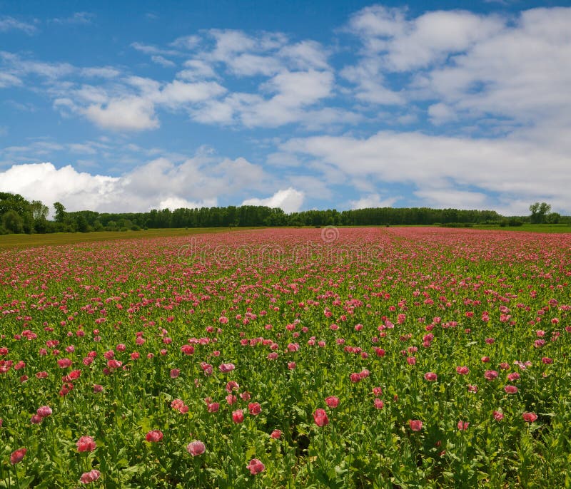 21,574 Pink Poppy Stock Photos - Free & Royalty-Free Stock Photos from ...