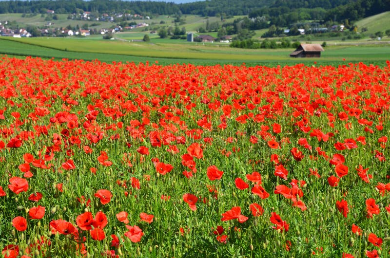 Poppy field stock photo. Image of closeup, landscape - 37380276