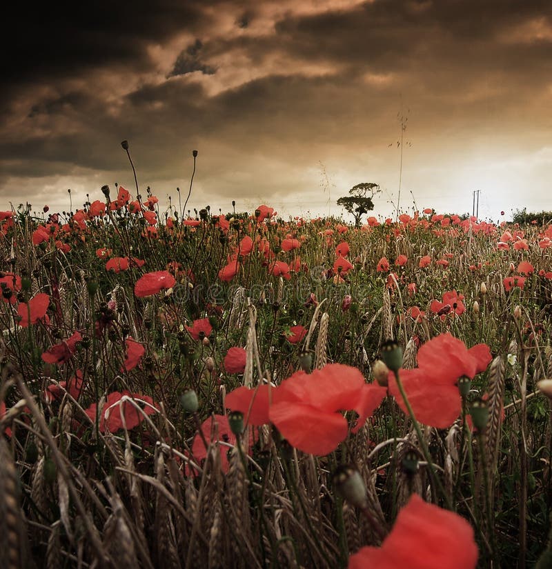 Poppy Field stock photo. Image of tree, poppy, field, cloud - 4825454