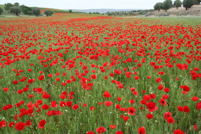 Poppy field stock photo. Image of beautiful, beauty, blooming - 5315572