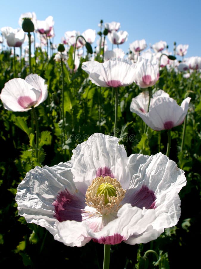 Tasmanian poppy field stock image. Image of agriculture - 37209771