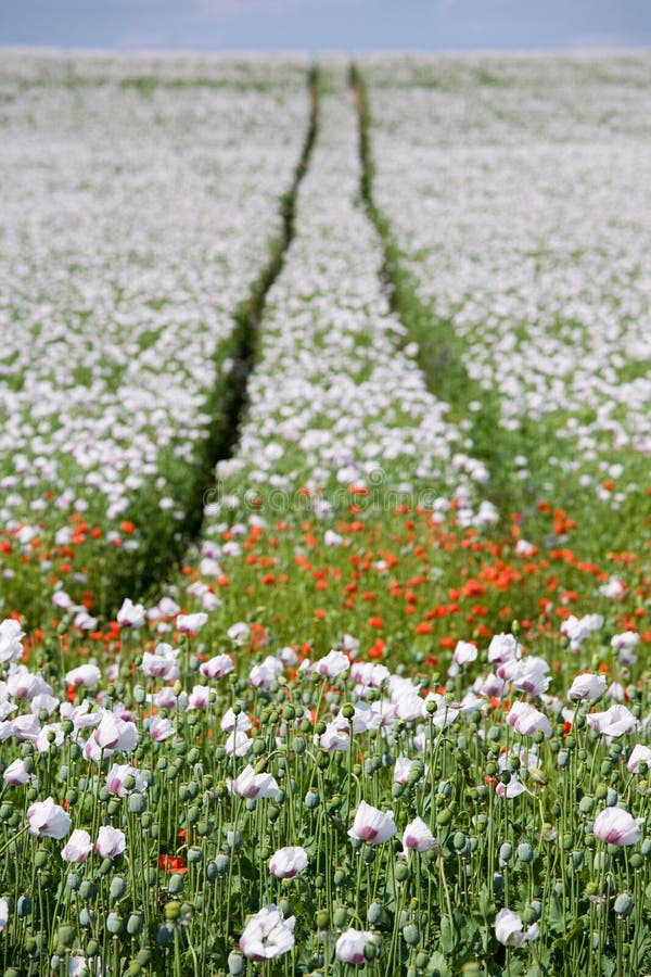 Poppy Field Picture. Image: 5691457