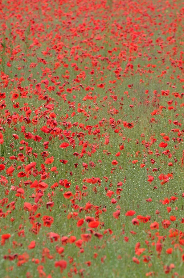 Poppy Field Picture. Image: 610663