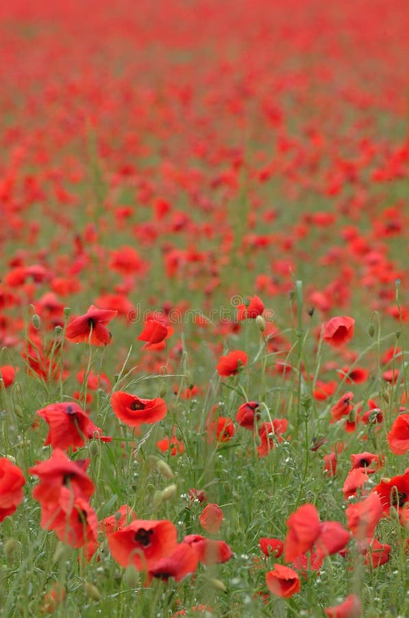 Poppy field stock photo. Image of grass, poppy, herb, delicate - 610664