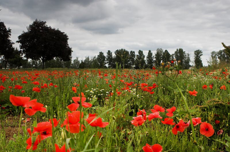Poppy field stock image. Image of fragile, country, farm - 945597