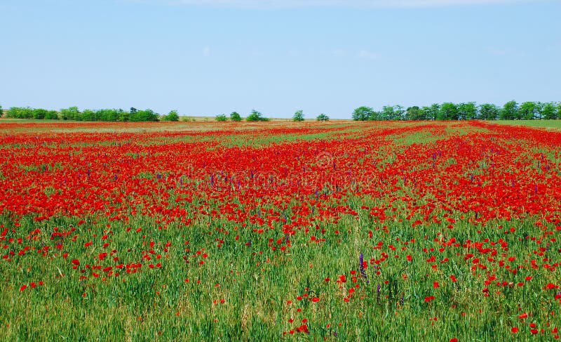 Poppy Field stock image. Image of plant, uncultivated - 9640693