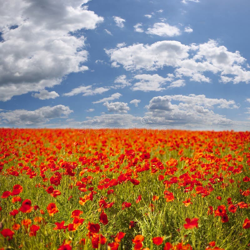 Poppy field stock photo. Image of papaver, crop, poppy - 7215020