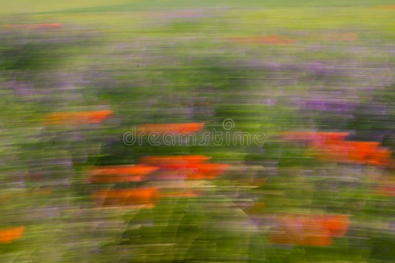 Poppy field stock image. Image of nature, meadow, blooming - 42014599