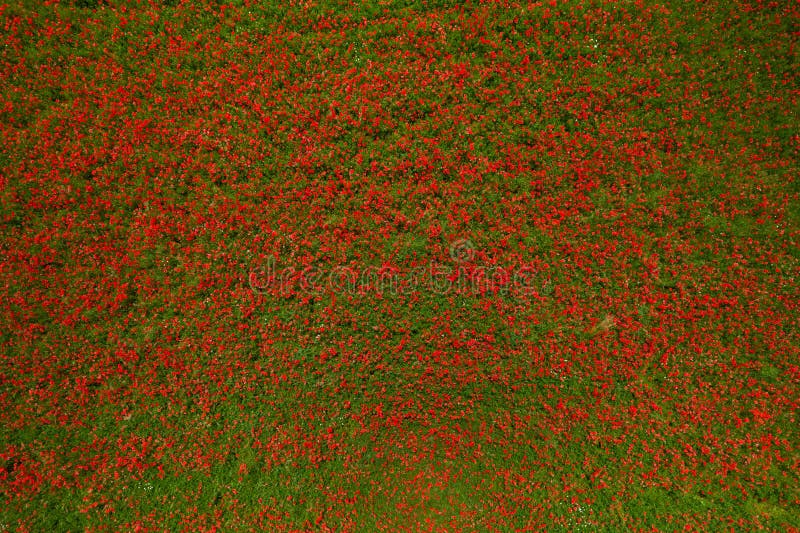 Poppy field aerial view stock image. Image of nature - 248790865