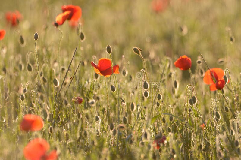 Poppy field stock photo. Image of light, atmosphere, luminous - 40637438