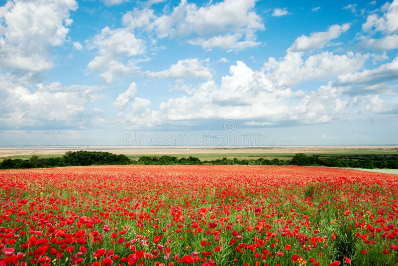 Poppy field stock photo. Image of landscape, path, outdoor - 42492378