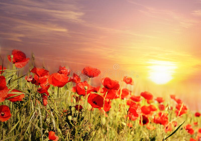Poppy field stock photo. Image of flower, beautiful, plant - 38917044