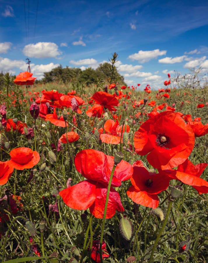 Poppy field stock photo. Image of herbal, purple, landscape - 92587132