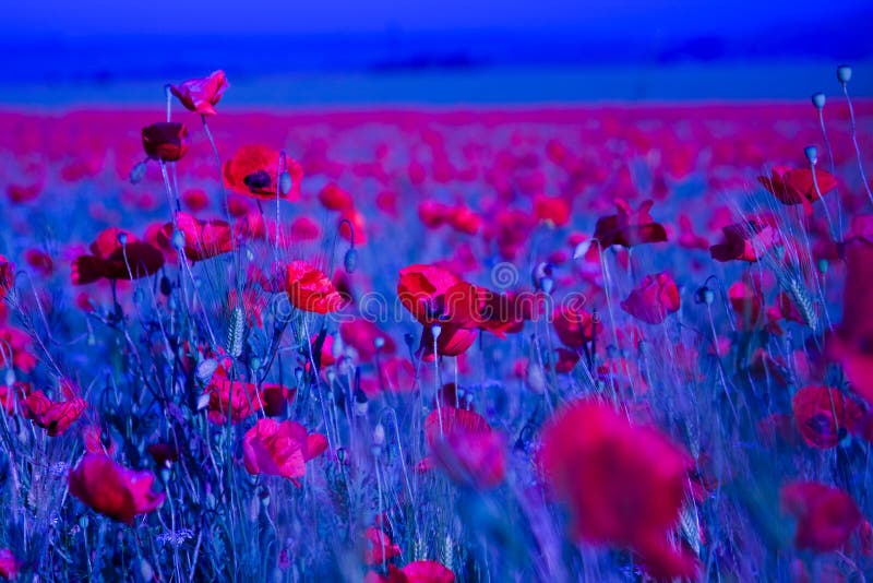 Close Up of Poppy Flowers. Soft Focus of Poppy Field Stock Photo ...