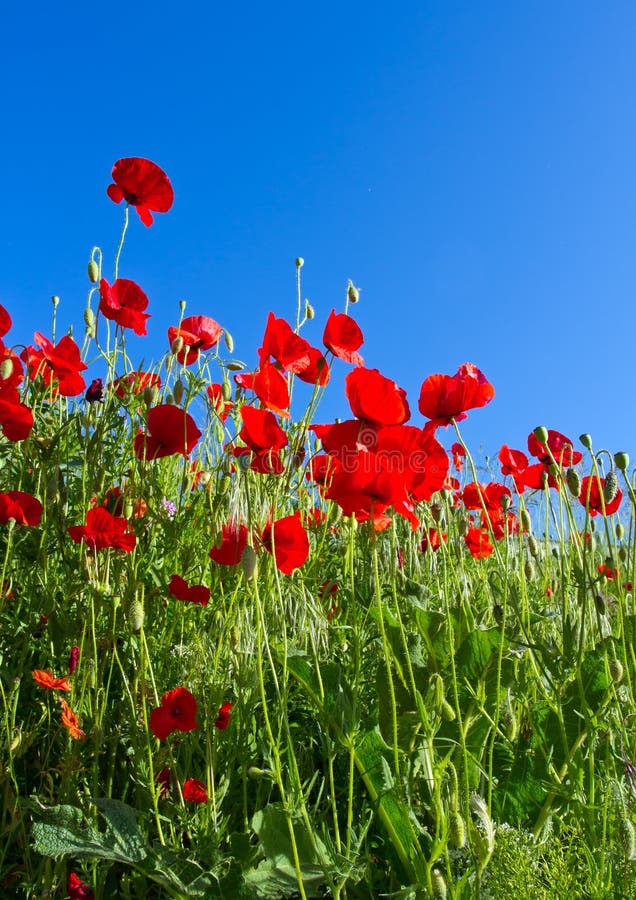 Poppy stock photo. Image of growth, countryside, landscaped - 31686080