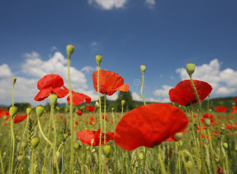 Poppy field stock image. Image of blue, cloud, fresh - 34989055