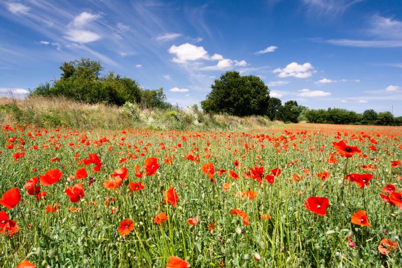 Poppy Field with Blue Sky and Trees on the Background Stock Photo ...