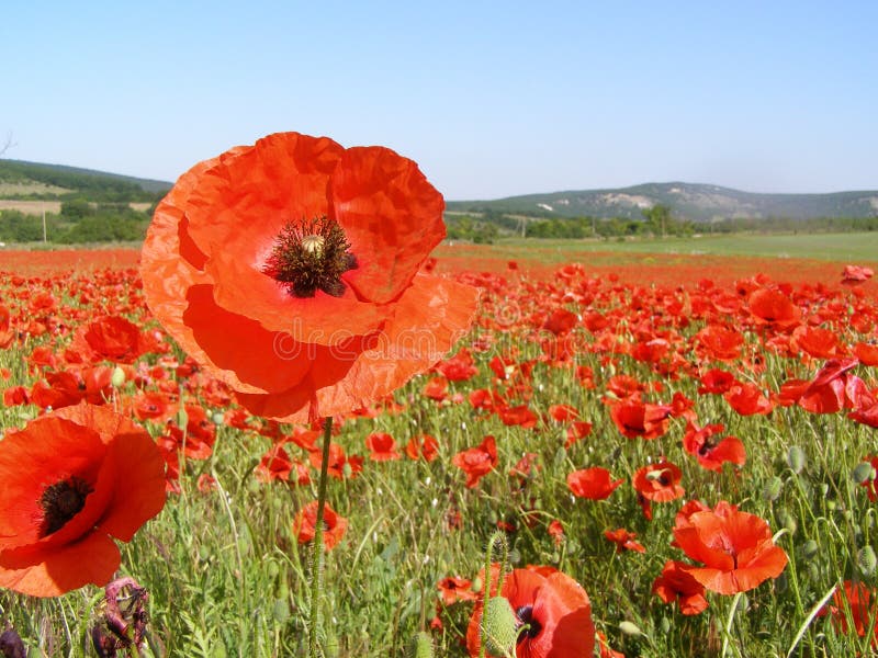 Poppy field stock image. Image of plants, poppy, bright - 64450241