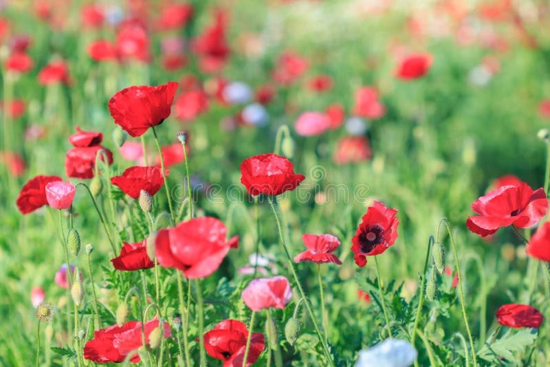 Poppy field stock photo. Image of fall, green, blue, light - 46848510