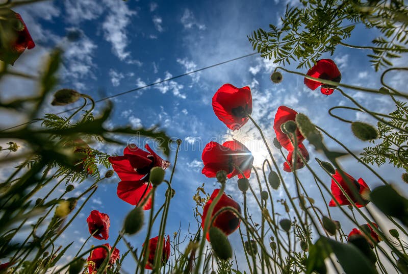 The Poppy Field Creates a Fascinating Image with Its Red Color Stock ...