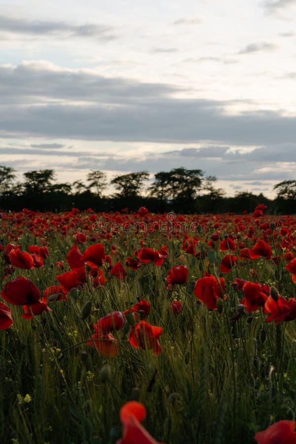 Poppy Field Flowers at Sunset, Vertical Orientation Stock Photo - Image ...