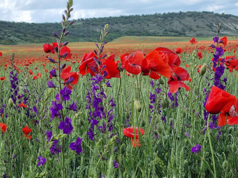 Poppy Field at the Foot of the Hill in May Stock Image - Image of bloom ...