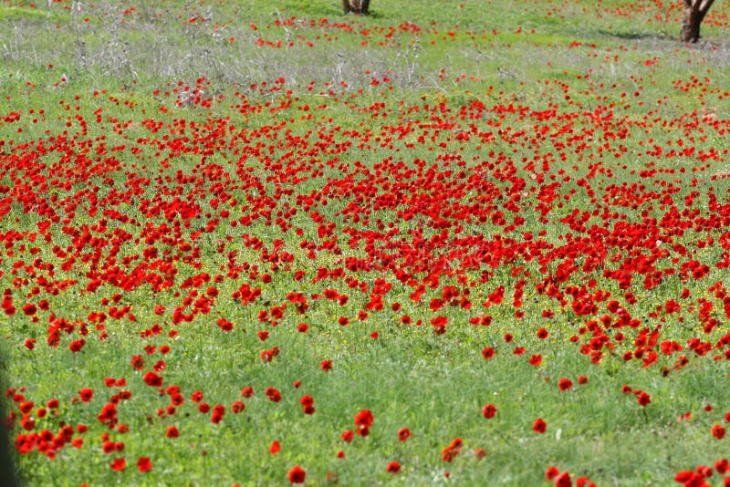 Poppy field stock image. Image of vegetation, groundcover - 48416599