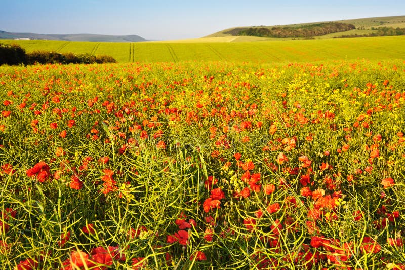 Poppy Field Landscape in English Countrysid Stock Image - Image of ...