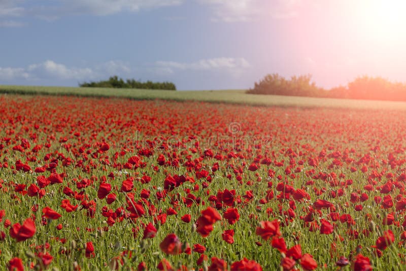 Poppy field landscape stock photo. Image of blossom, field - 97902368