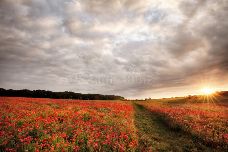 Poppy landscape stock image. Image of border, beautiful - 41152491