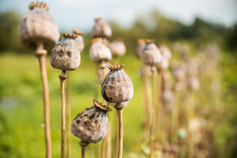 Mature poppy heads stock image. Image of crop, brown - 10311915