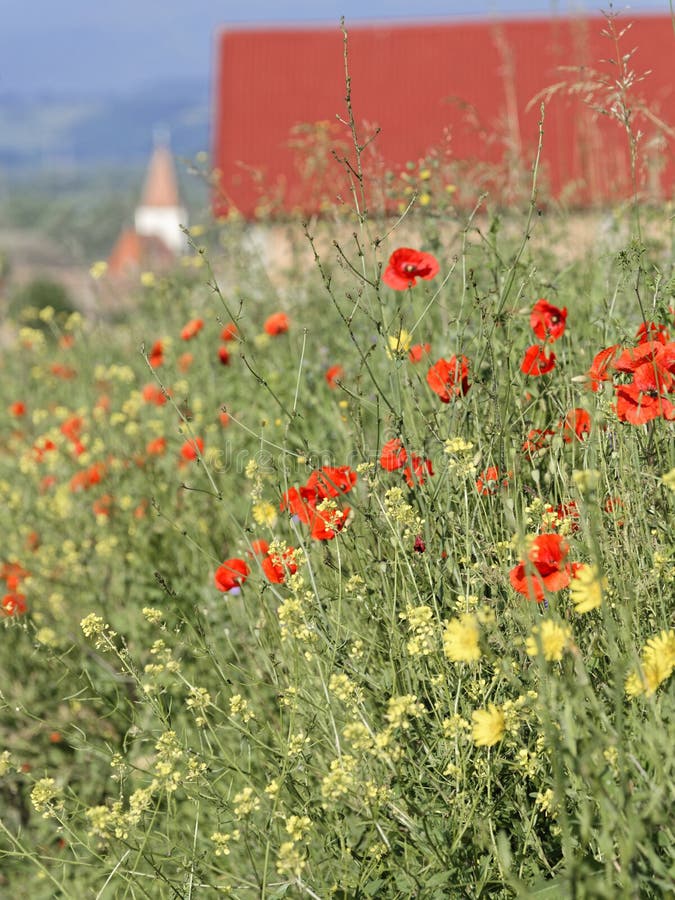 Poppy Field Near the Village Stock Image - Image of orange, agriculture ...