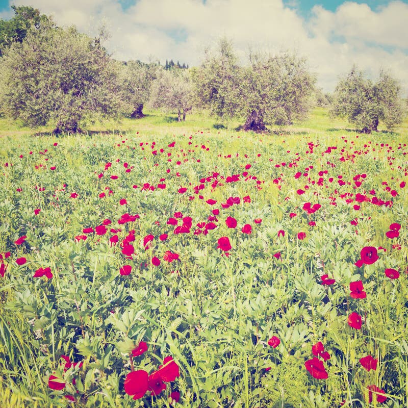 Poppy Field stock image. Image of green, grove, instagram - 40214313