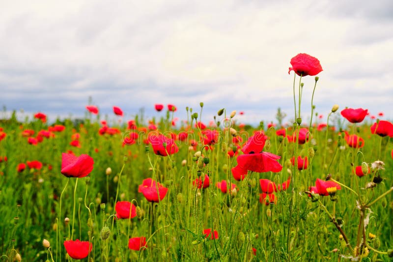 Poppy field stock photo. Image of wildflower, steppe - 383520634